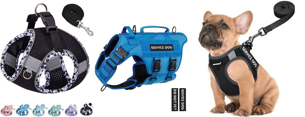The Best Velcro Dog Breeds - Top Picks & Buying Guide