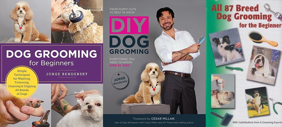 Top 5 Beginner Dog Breeds: A First-Time Owners Guide & Review