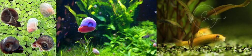 Top 5 Algae Eating Fish For Ponds: A Comprehensive Review Guide