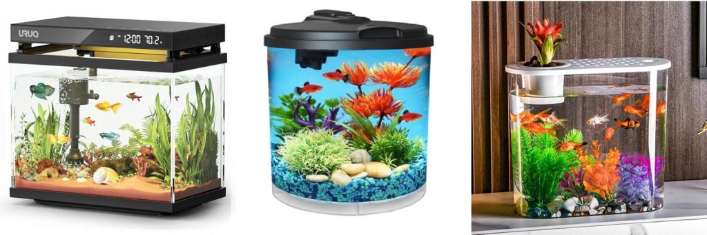 Top 5 Fish For a 2 Gallon Tank: Best Small Fish Choices