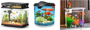 Top 5 Fish For a 2 Gallon Tank: Best Small Fish Choices