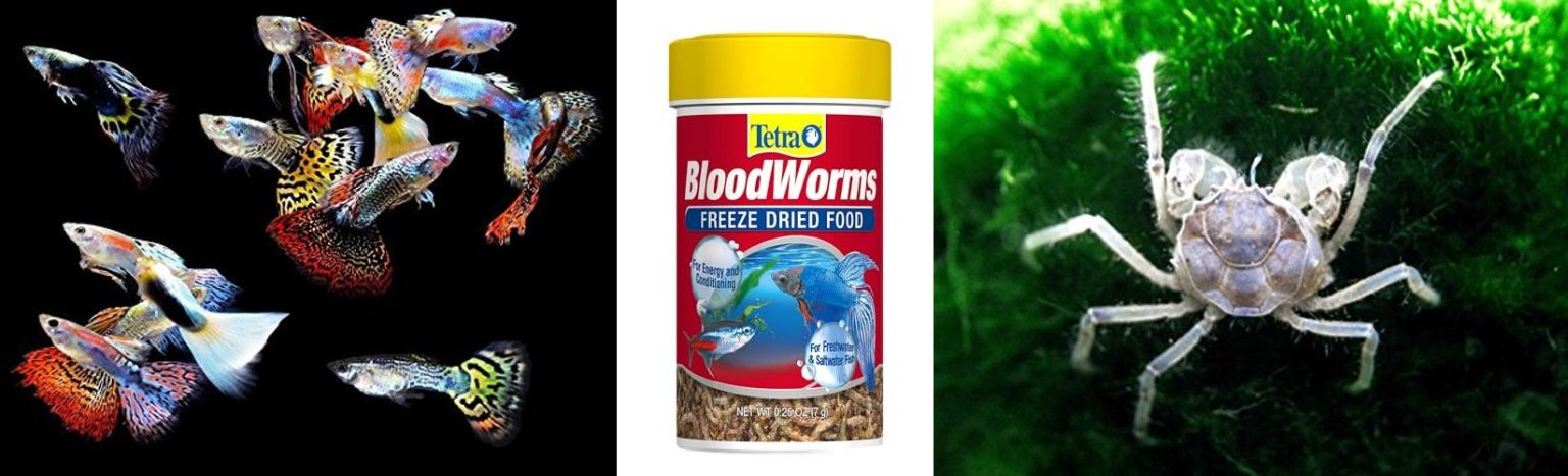 Top 5 Freshwater Pet Fish: Your Starter Guide & Reviews