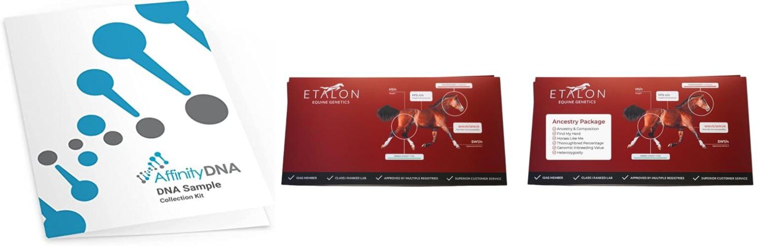 Top 5 Horse DNA Tests: Reviews, Pricing, and Expert Guide
