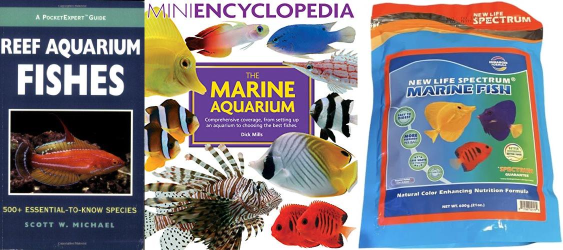 Top 5 Marine Fish for Beginners: A Stunning Starter Guide