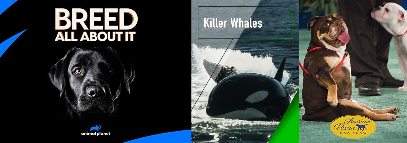 Top 5 Pet Dog Breeds: A Guide for New Dog Owners