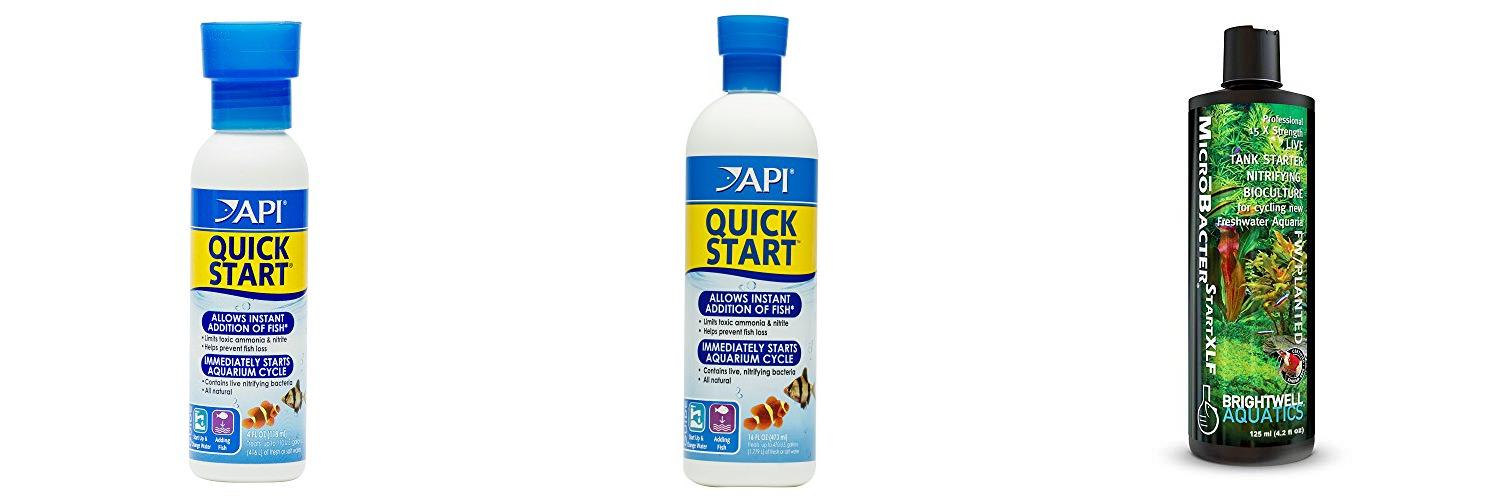 Top 5 Starter Freshwater Fish: Easy & Beautiful Tank Mates!